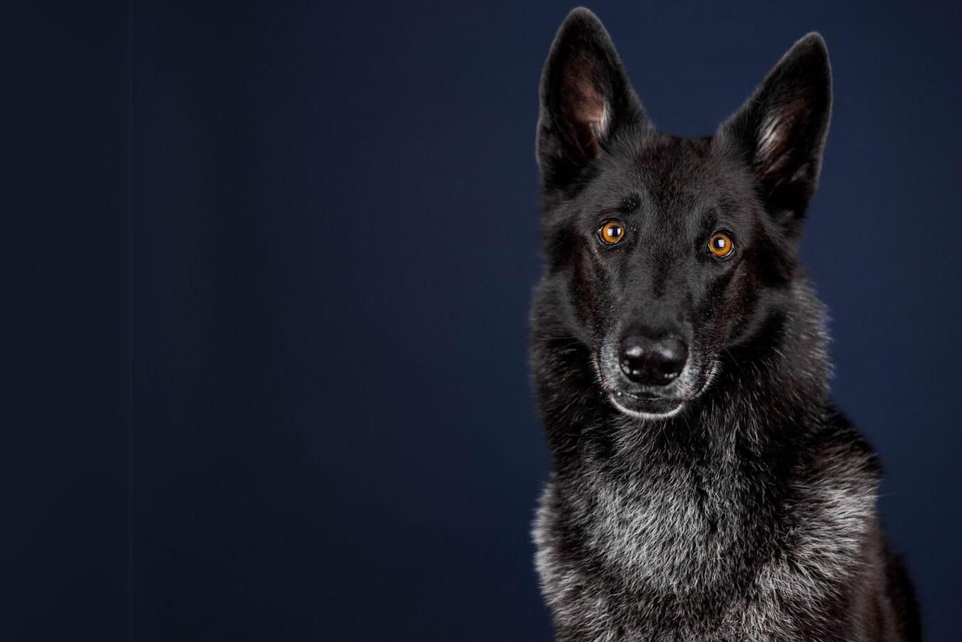 Tierarztpraxis Dr. Cürten - Praxis in Paffrath, Bergisch Gladbach